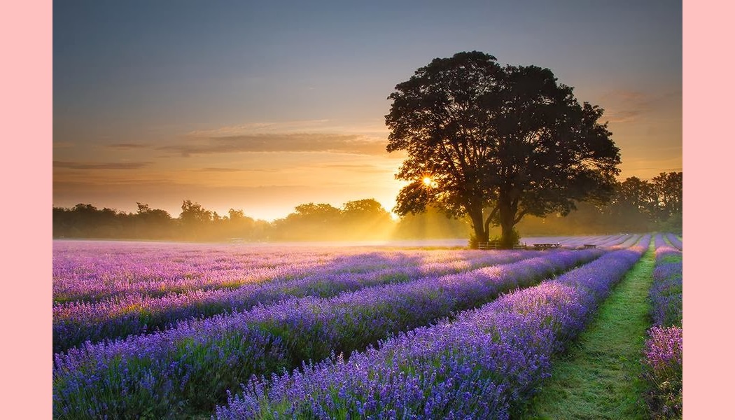 SHUSHOGI II • Daissen