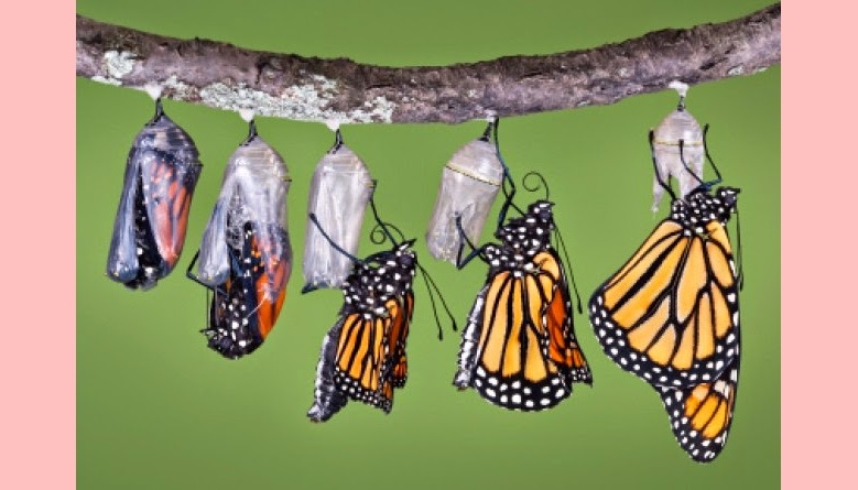 SAINDO DO CASULO • Daissen